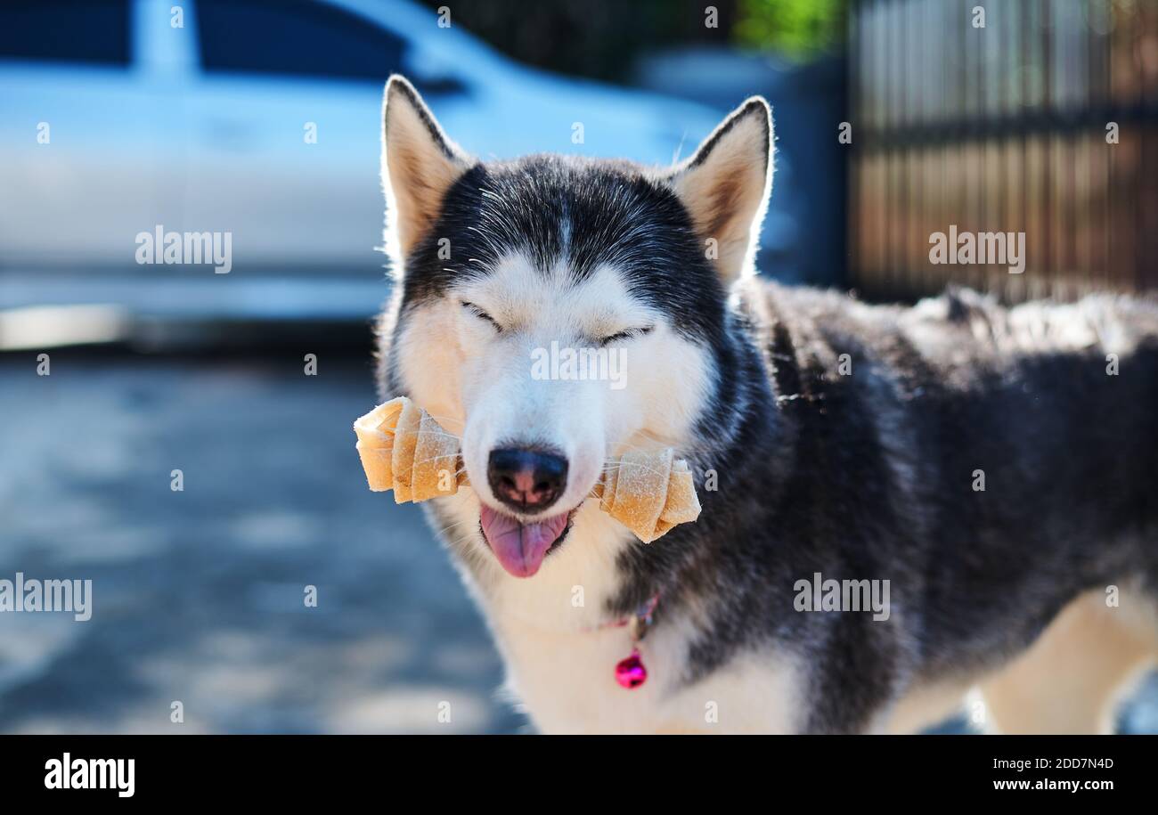 The smily face of Siberian Husky Stock Photo - Alamy