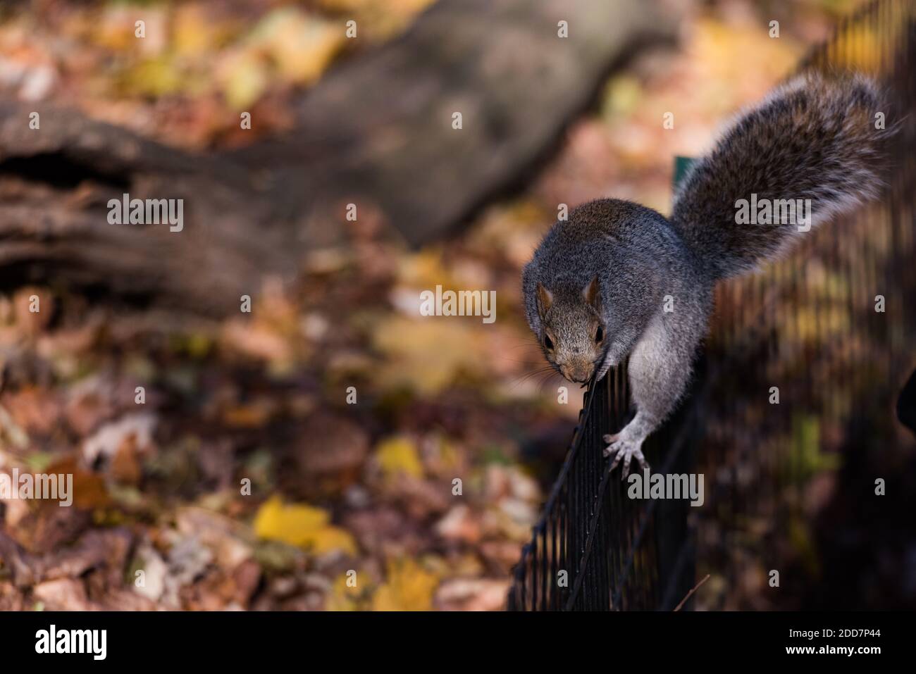 A squirrel walking for a grid in the Central Park Stock Photo - Alamy