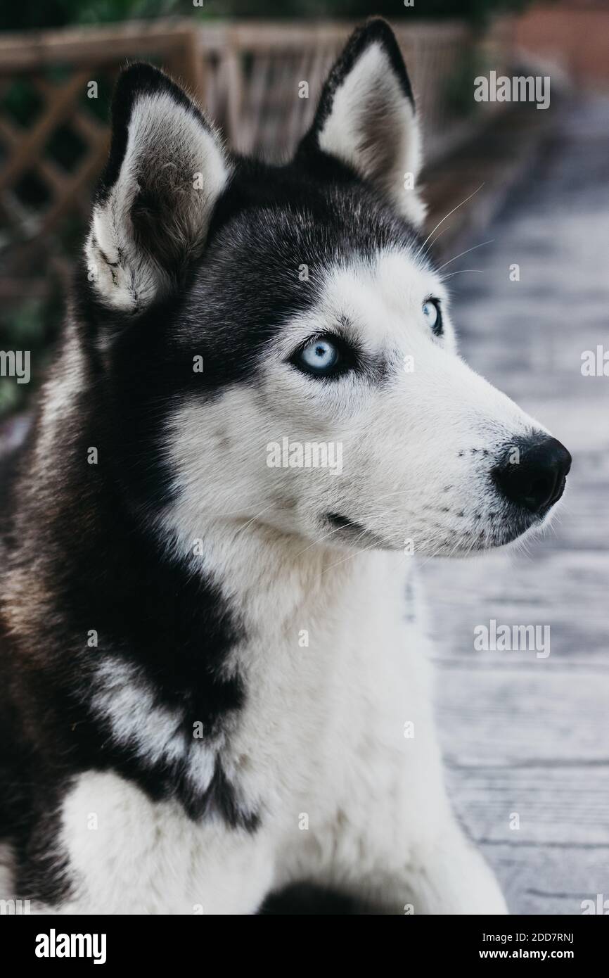 Sakhalin husky dog hi-res stock photography and images - Alamy