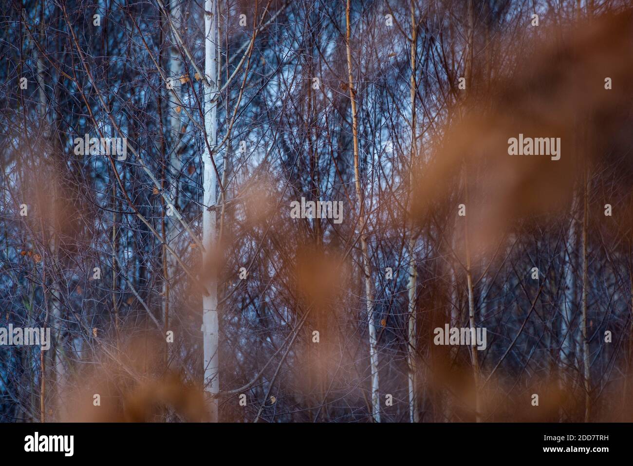 Birch trees, Bran, Transylvania, Romania Stock Photo - Alamy