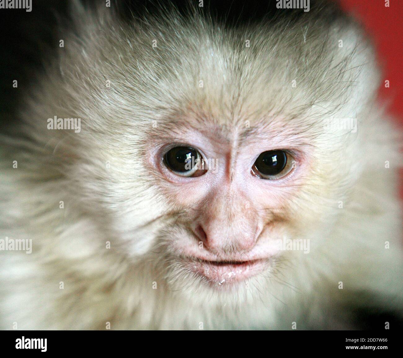 Capuchin Monkey Pet Attack