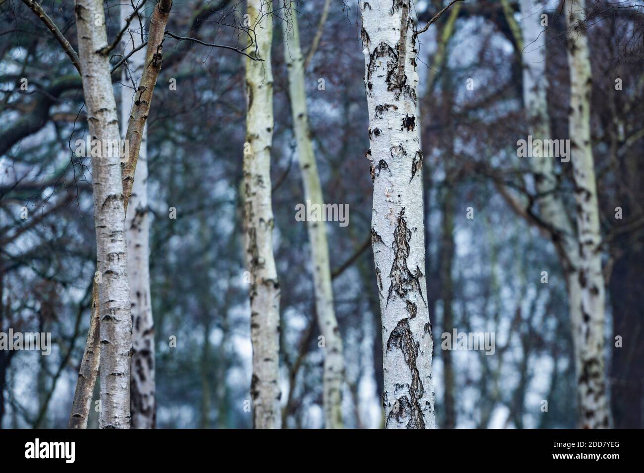 Birch Trees London Uk High Resolution Stock Photography and Images - Alamy