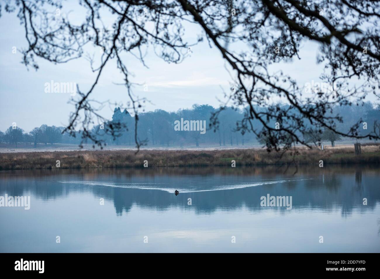 Moorhen on Pen Ponds, the lakes in Richmond Park, London, England Stock ...
