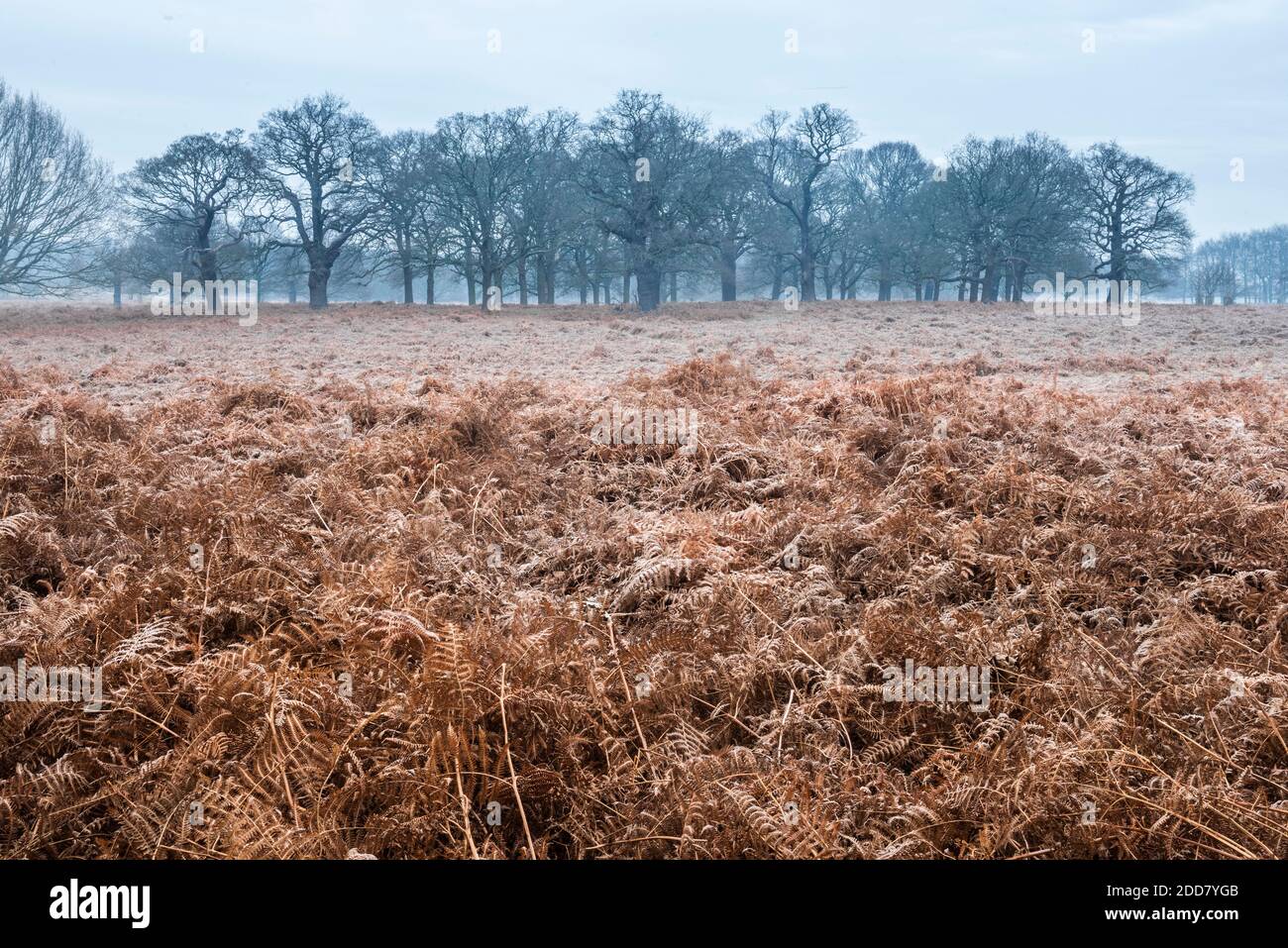 Winter in Richmond Park, London, England Stock Photo - Alamy