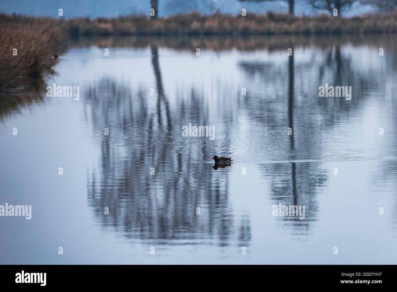 Moorhen on Pen Ponds, the lakes in Richmond Park, London, England Stock ...