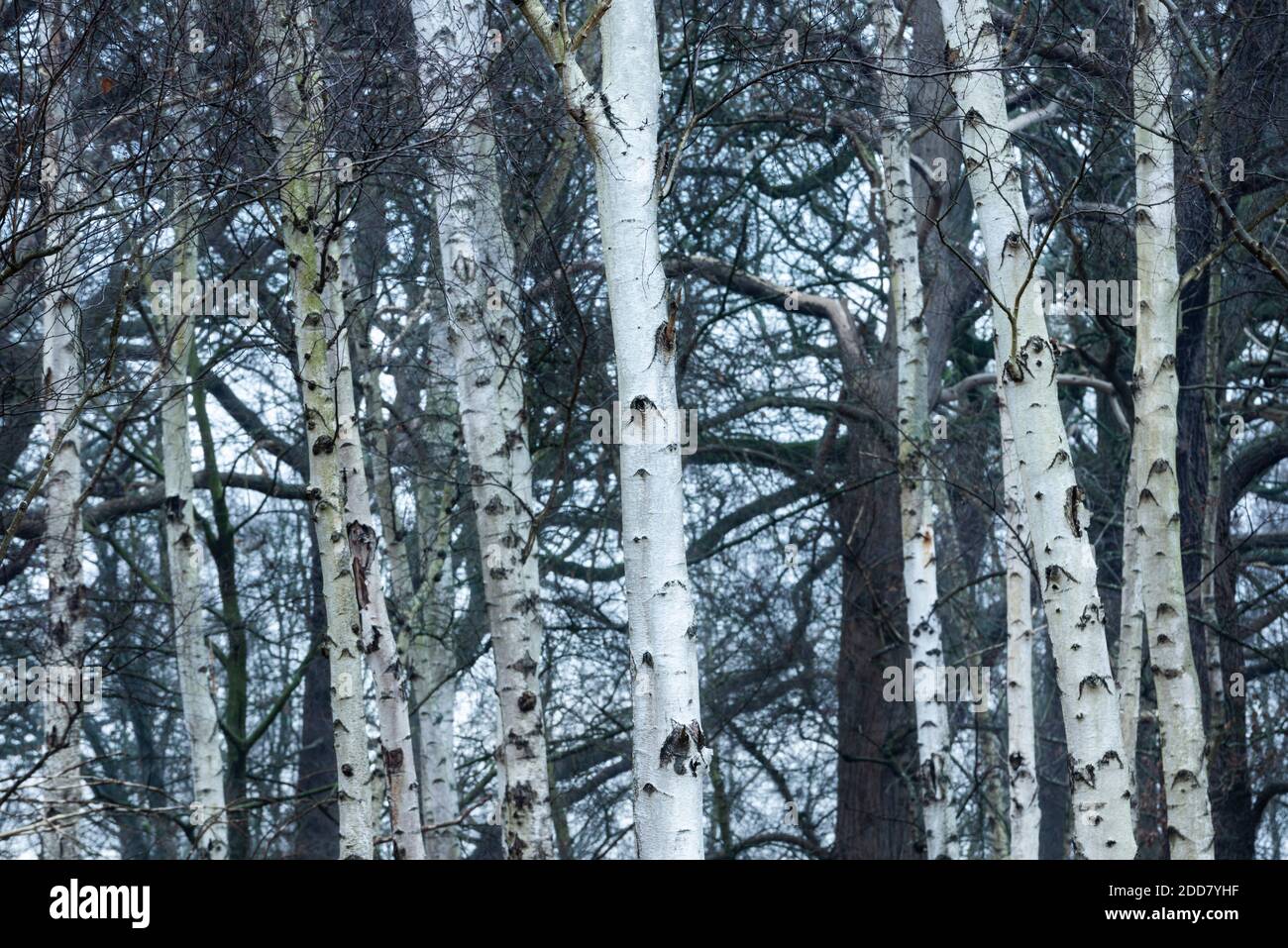 Birch Tree woodland in Richmond Park, London, England Stock Photo - Alamy