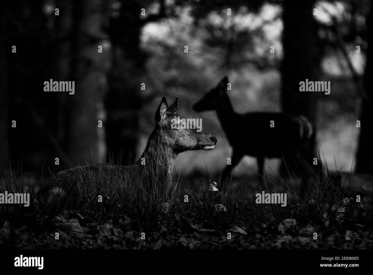 Red deer national park Black and White Stock Photos & Images - Alamy