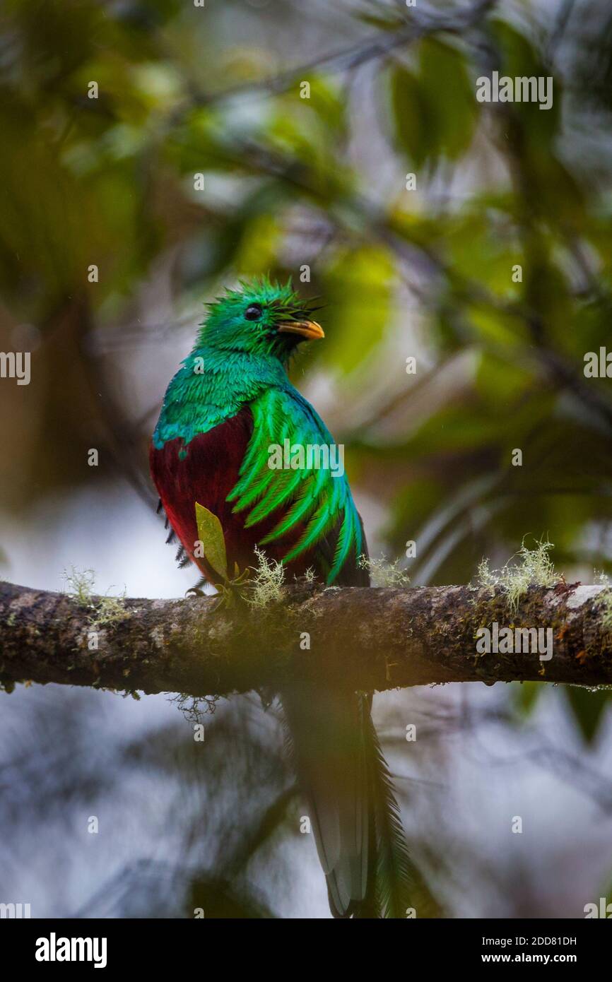 Panama wildlife with a resplendent quetzal, Pharomachrus mocinno, in ...