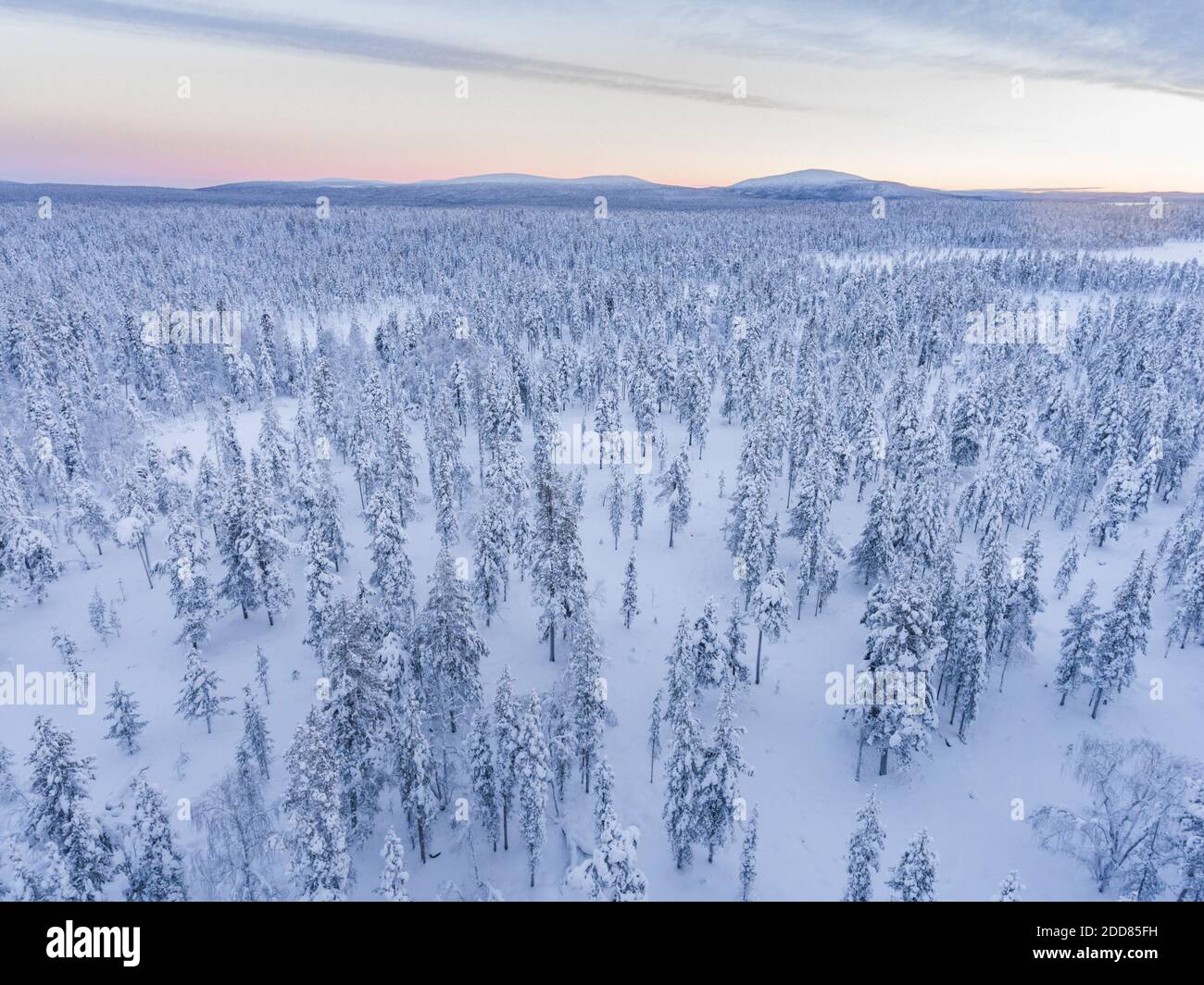 Aerial photo of a snow covered winter forest full of trees at sunset in ...