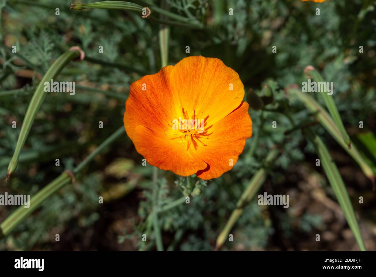 A dark orange California Poppy, Eschscholzia californica, shading ...