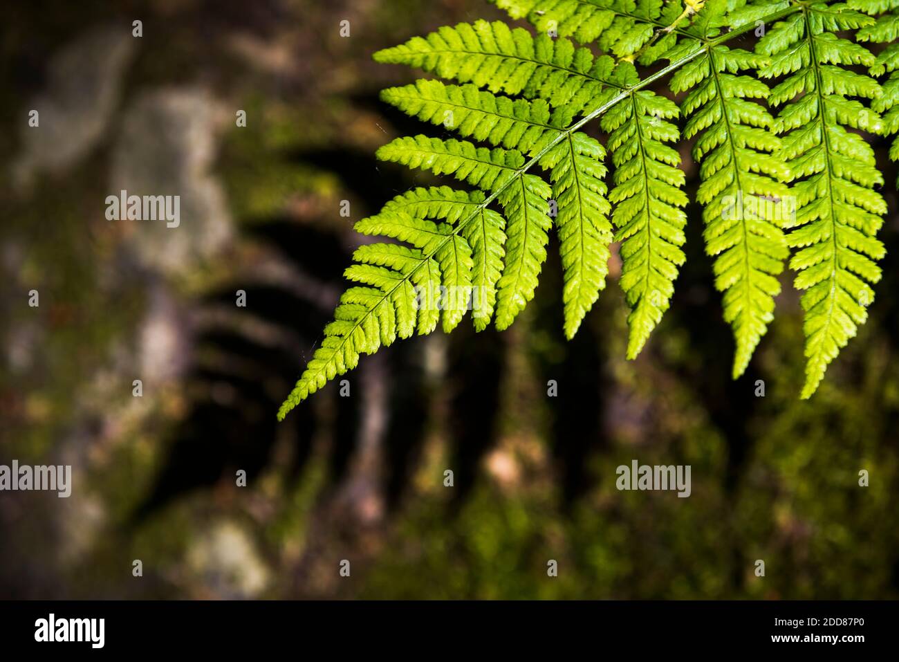 England ferns hi-res stock photography and images - Alamy