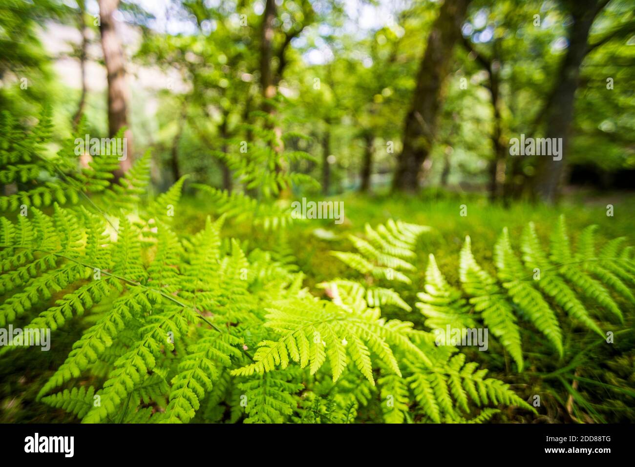 English Woodland Ferns High Resolution Stock Photography and Images - Alamy