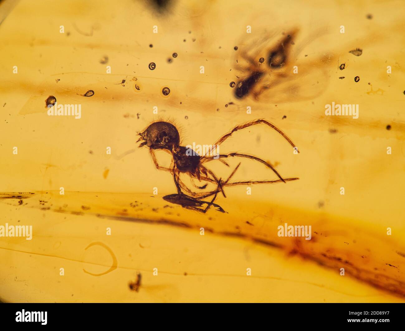 Tiny fossilized spider preserved inside a piece of 99 million year old ...