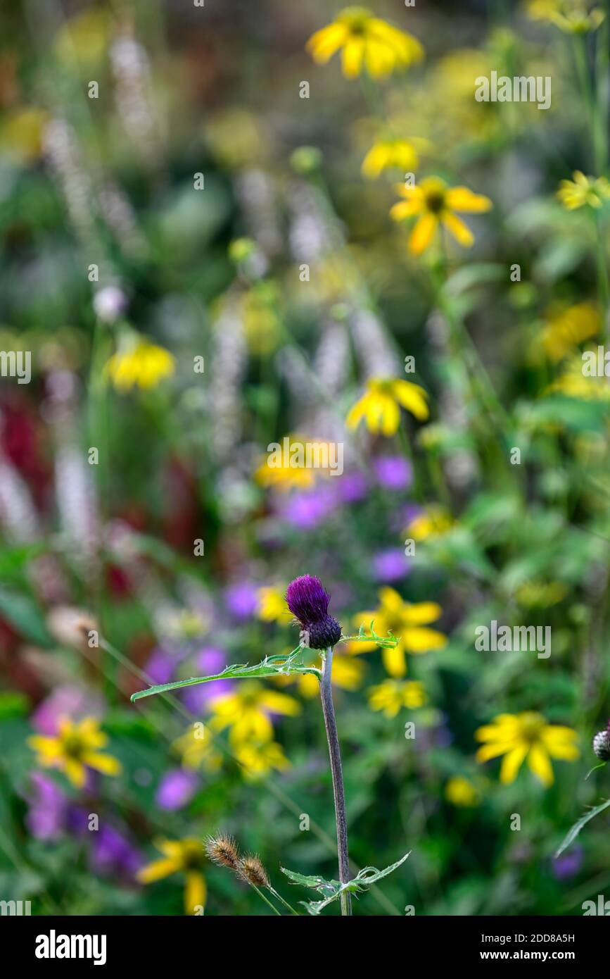 Cirsium rivulare atropurpureum,Brook thistle,ornamental thistle,deep ...