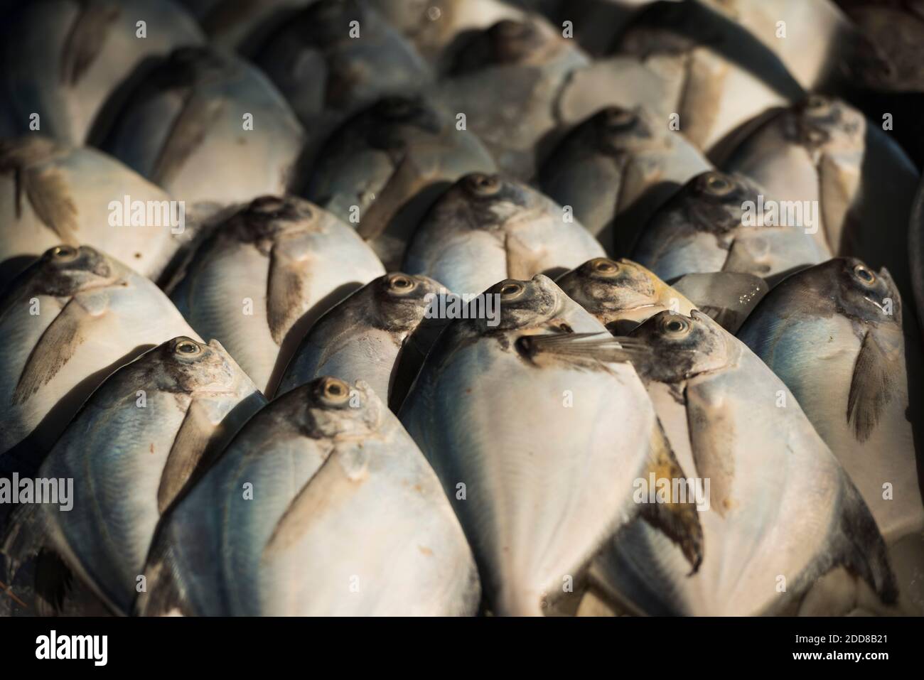 Fish for sale at a food market in Fort Kochi (Cochin), Kerala, India ...