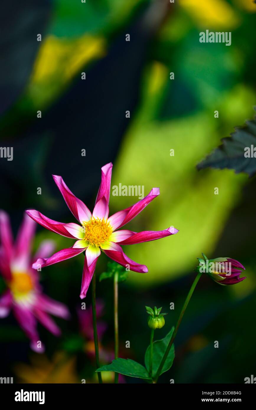 dahlia honka pink,yellow pink red vermillion flowers,star shaped flower ...