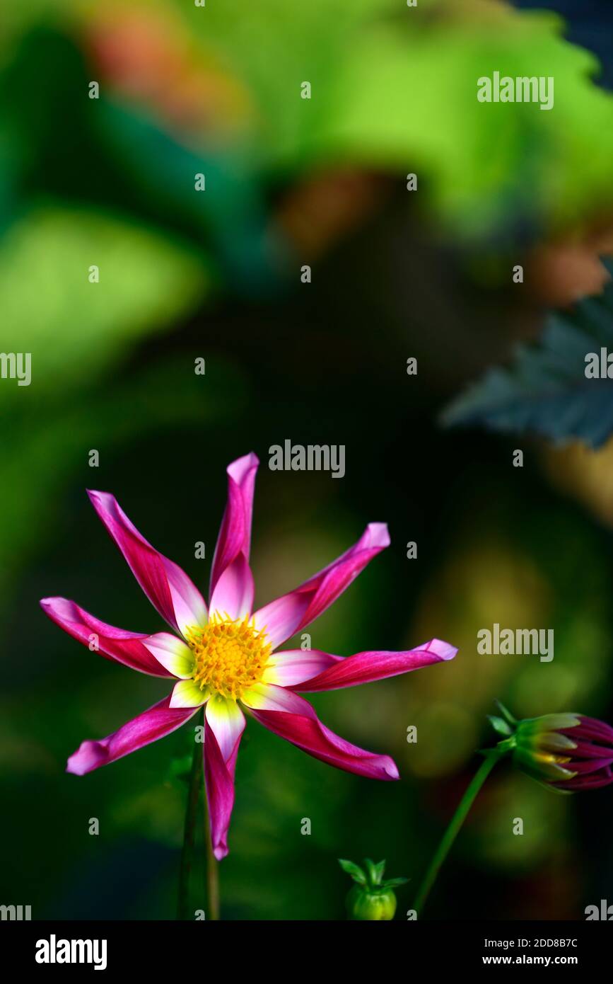 dahlia honka pink,yellow pink red vermillion flowers,star shaped flower ...