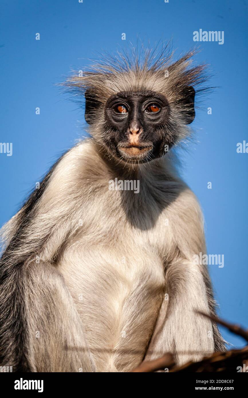 Blue colobus hi-res stock photography and images - Alamy