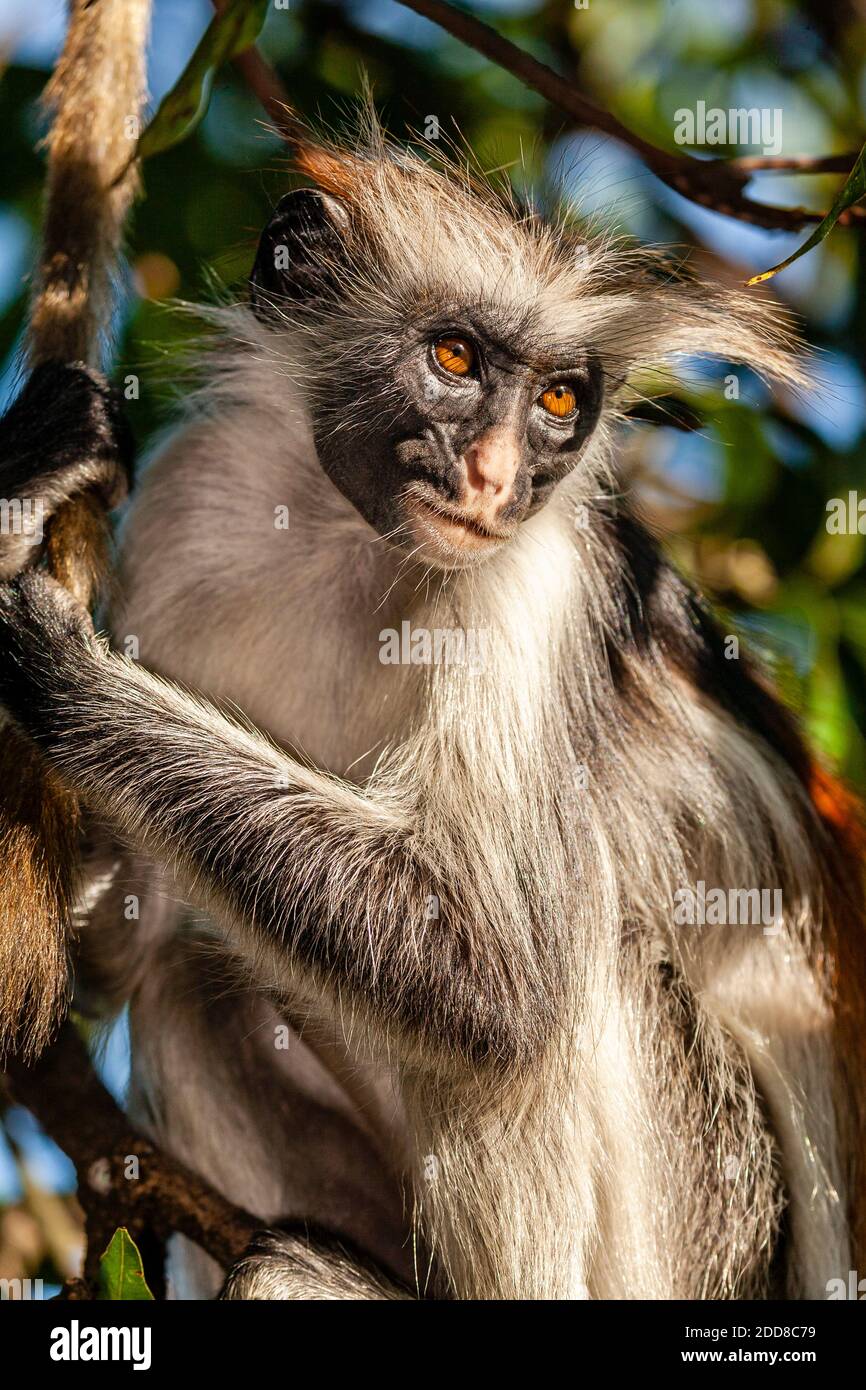 Mango tree tanzania africa hi-res stock photography and images - Alamy