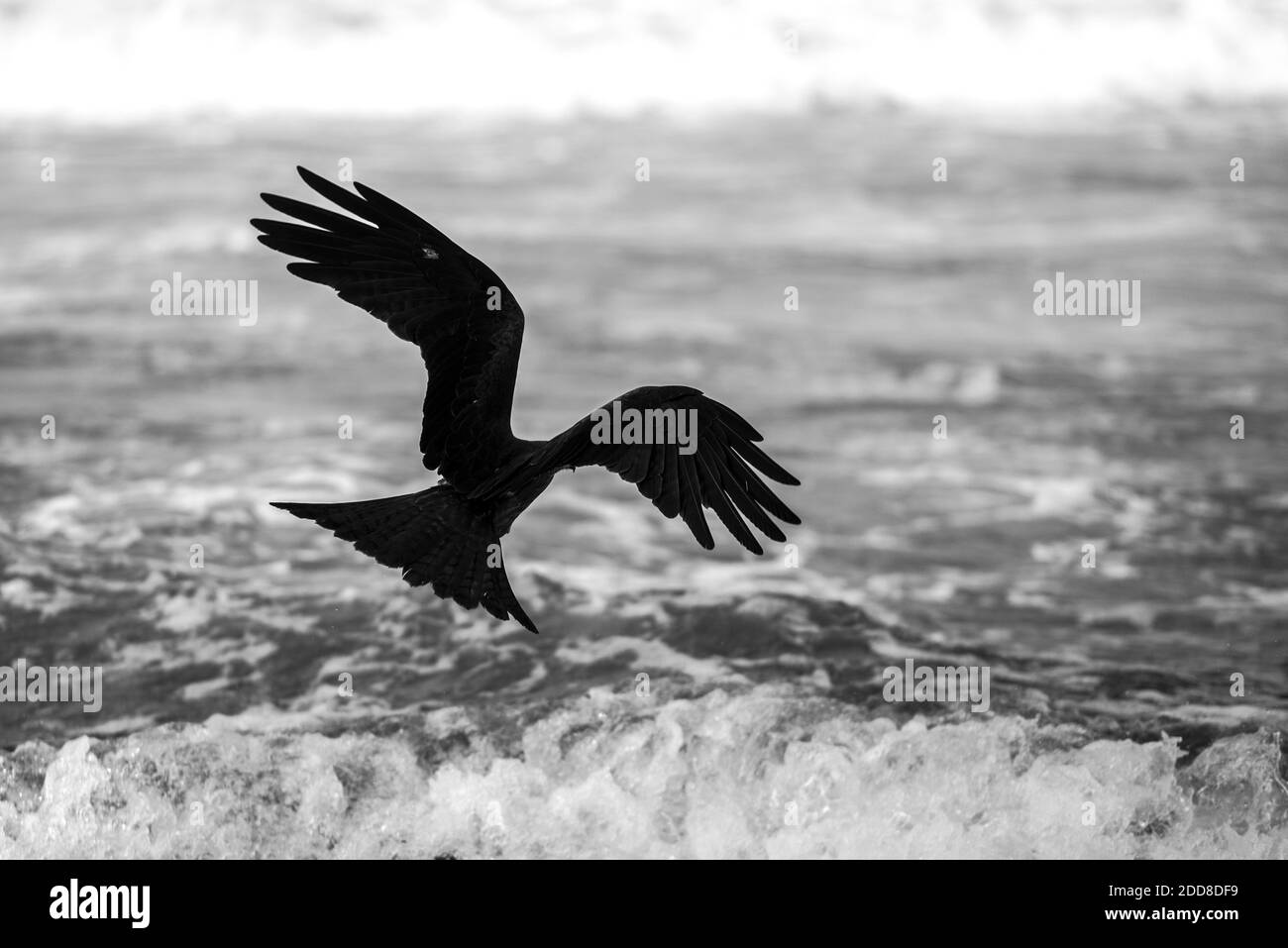 Lesser Fish Eagle (Haliaeetus Humilis), Kappil Beach, Varkala, Kerala ...