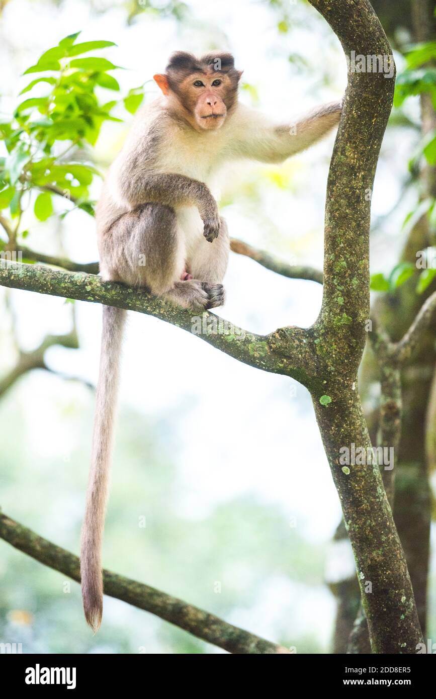 Monkey, Munnar, Western Ghats Mountains, Kerala, India Stock Photo - Alamy