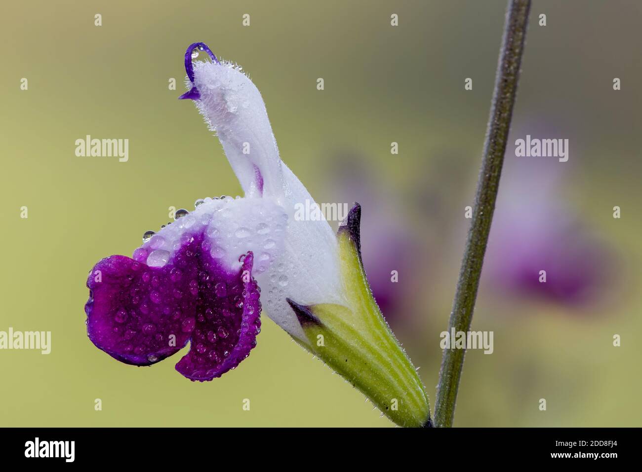 Garden plant flower salvias hi-res stock photography and images - Alamy