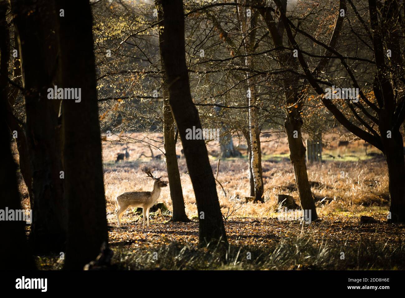 British wildlife scene, of a beautiful male fallow deer (dama dama) in ...