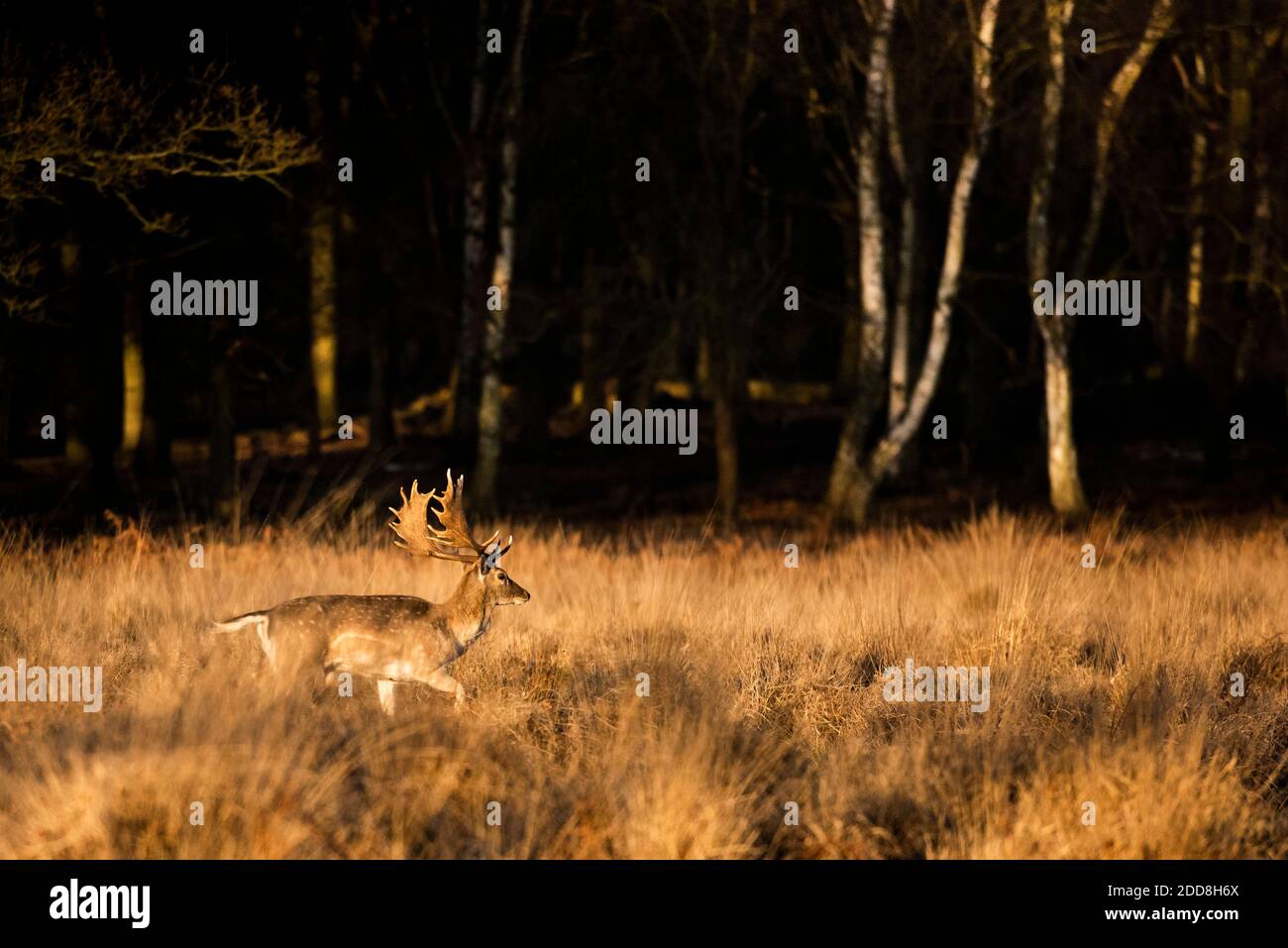 British wildlife scene, of a beautiful male fallow deer (dama dama) in ...