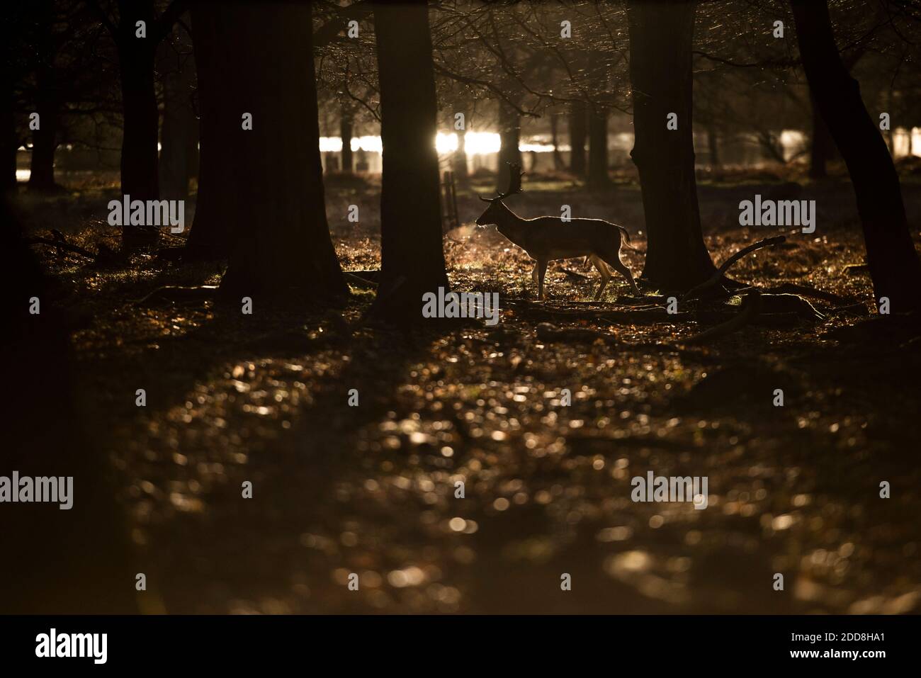 British wildlife scene, of a beautiful male fallow deer (dama dama) in ...