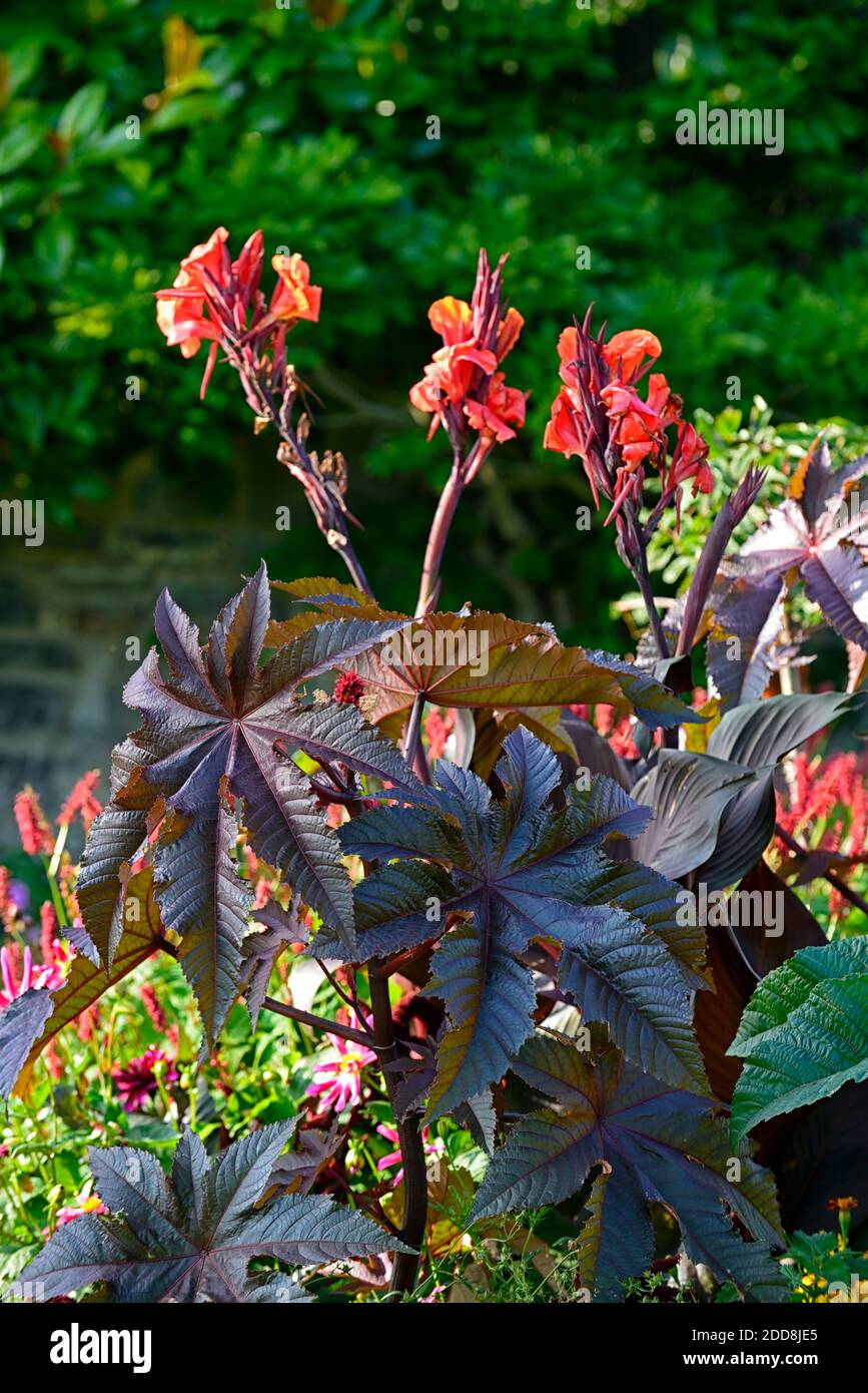 Dahlia Plant Leaves