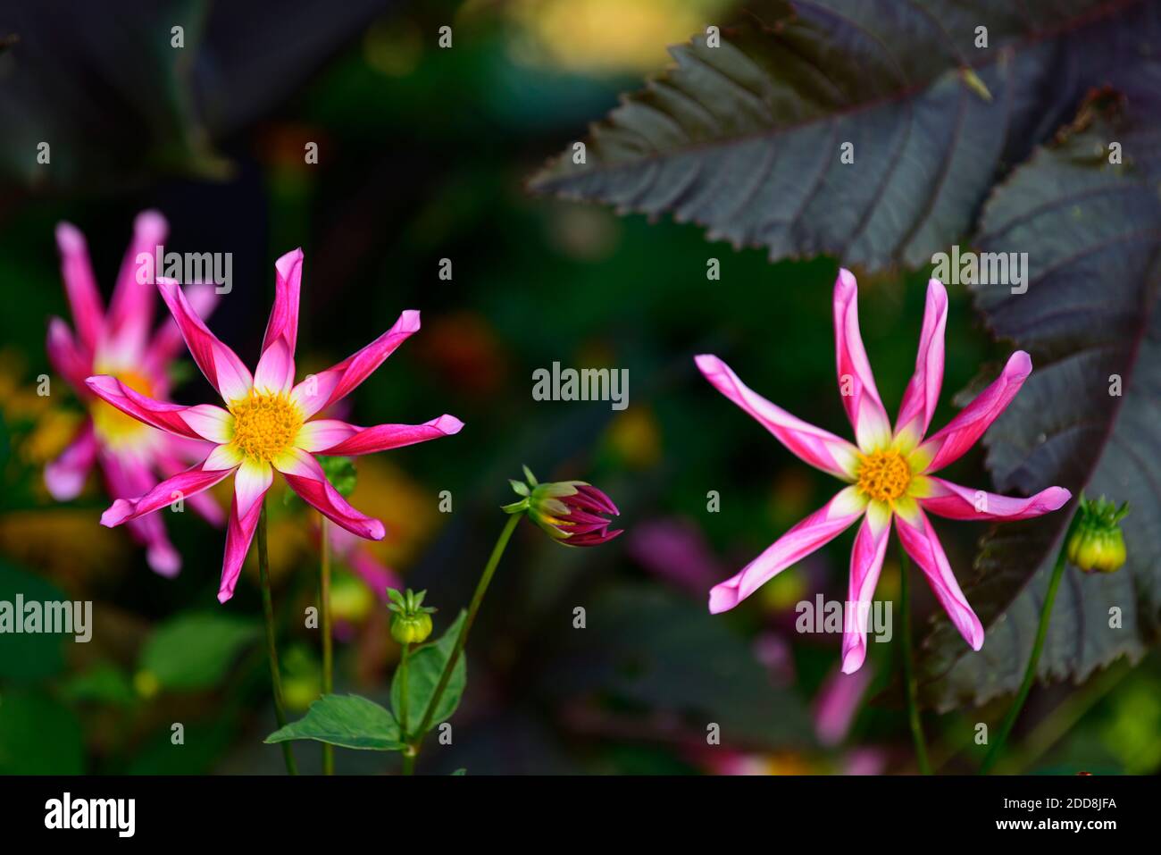 dahlia honka pink,yellow pink red vermillion flowers,star shaped flower ...
