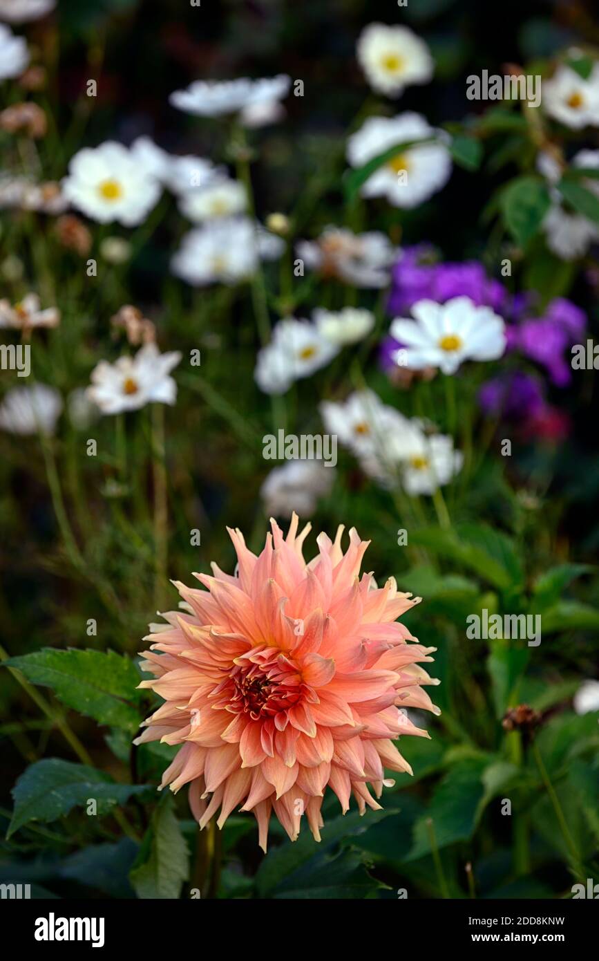 Dahlia Fairway Spur,apricot orange decorative dahlia flowers,orange ...