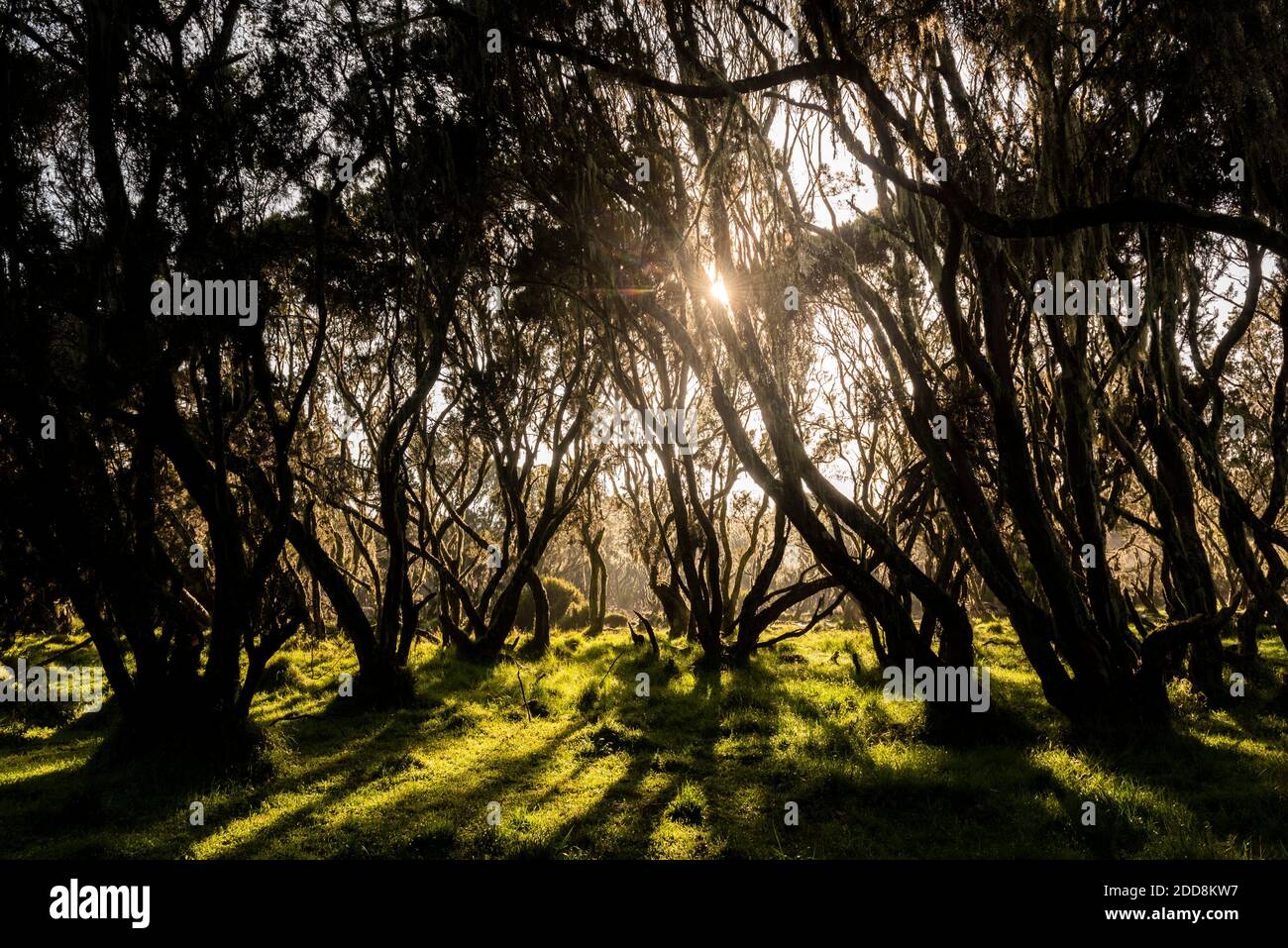 Giant Heather Forest in Aberdare National Park, Kenya Stock Photo - Alamy
