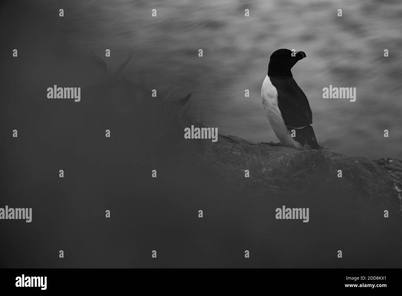 Razorbill (aka lesser auk or Alca torda), Skomer Island, Pembrokeshire ...