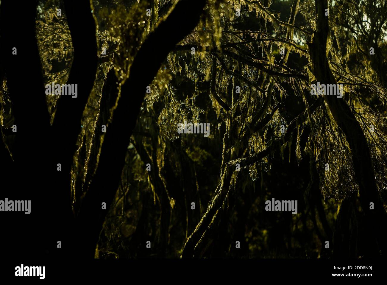 Giant Heather Forest in Aberdare National Park, Kenya Stock Photo - Alamy