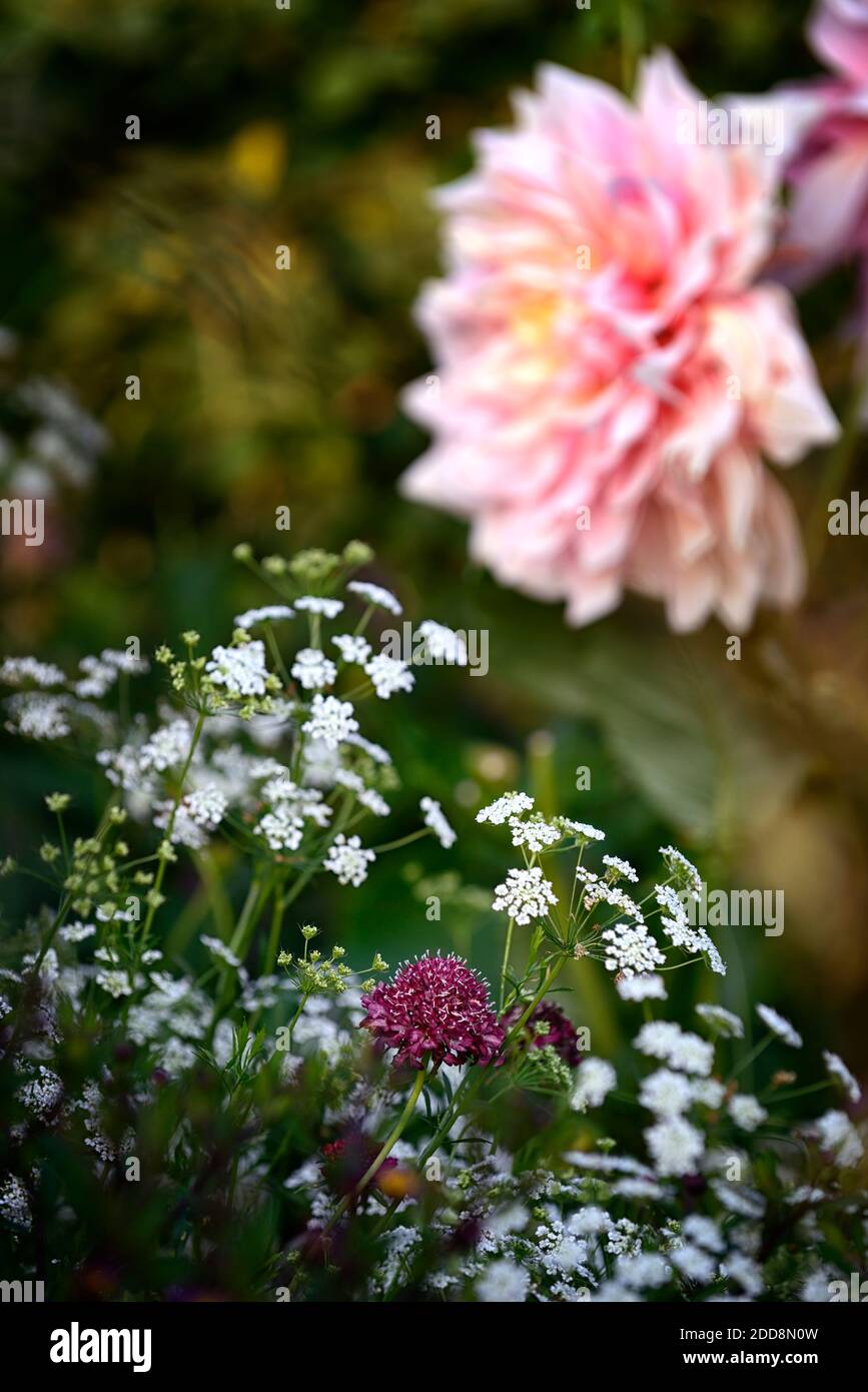 Scabiosa atropurpurea Black Knight,scabious,purple white flowers,Daucus ...