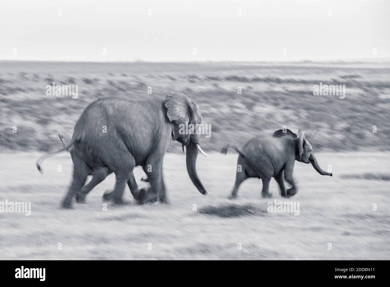 Baby mother elephant running hi-res stock photography and images - Alamy