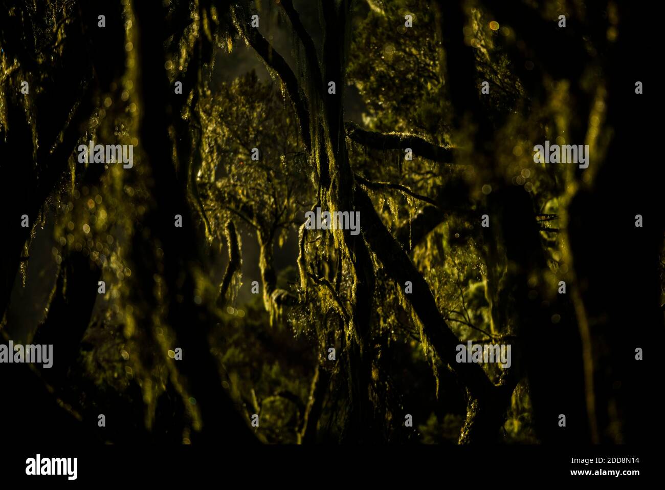 Giant Heather Forest in Aberdare National Park, Kenya Stock Photo - Alamy