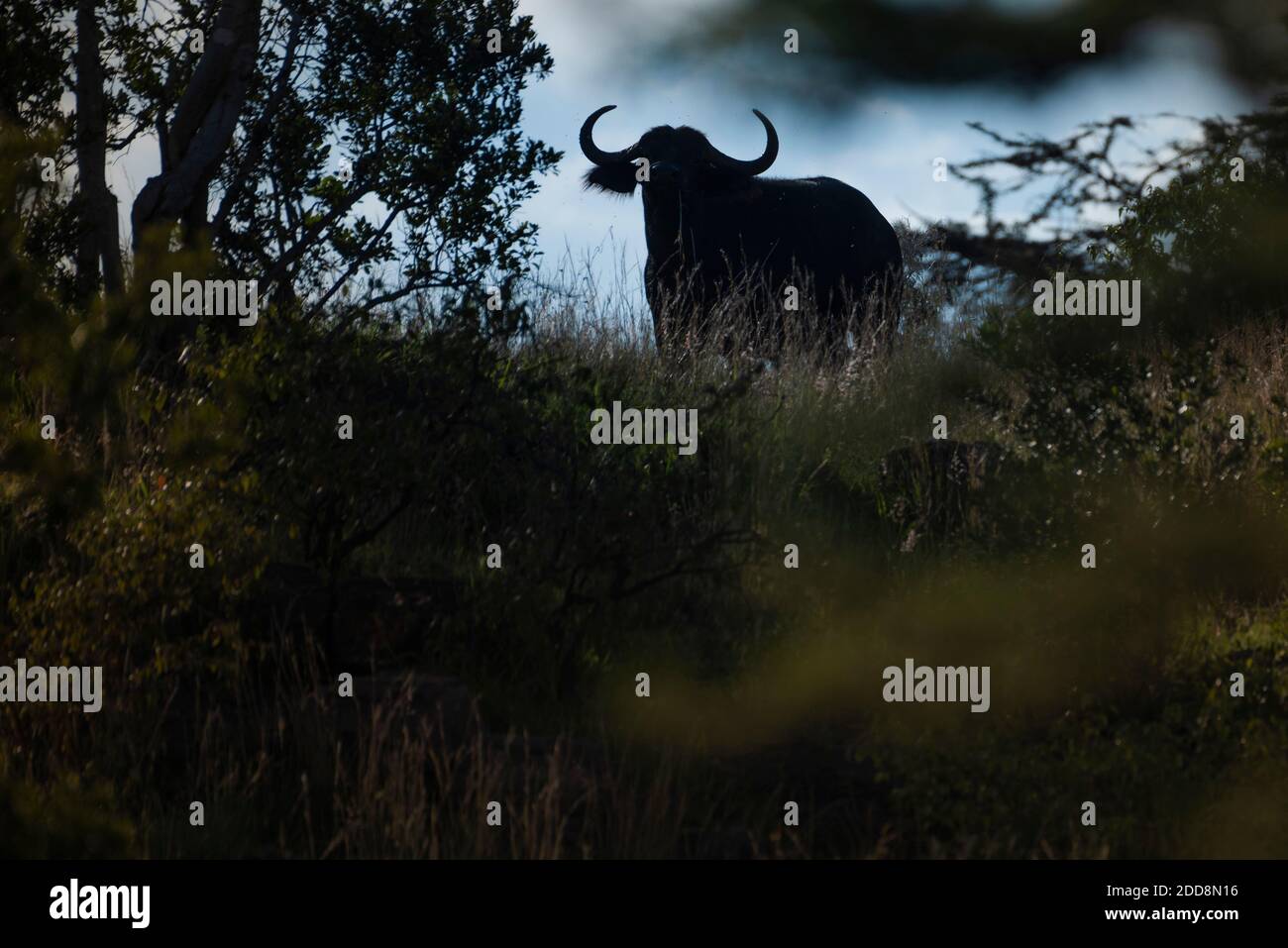 African Buffalo (Syncerus caffer aka Cape Buffalo) at El Karama Ranch ...