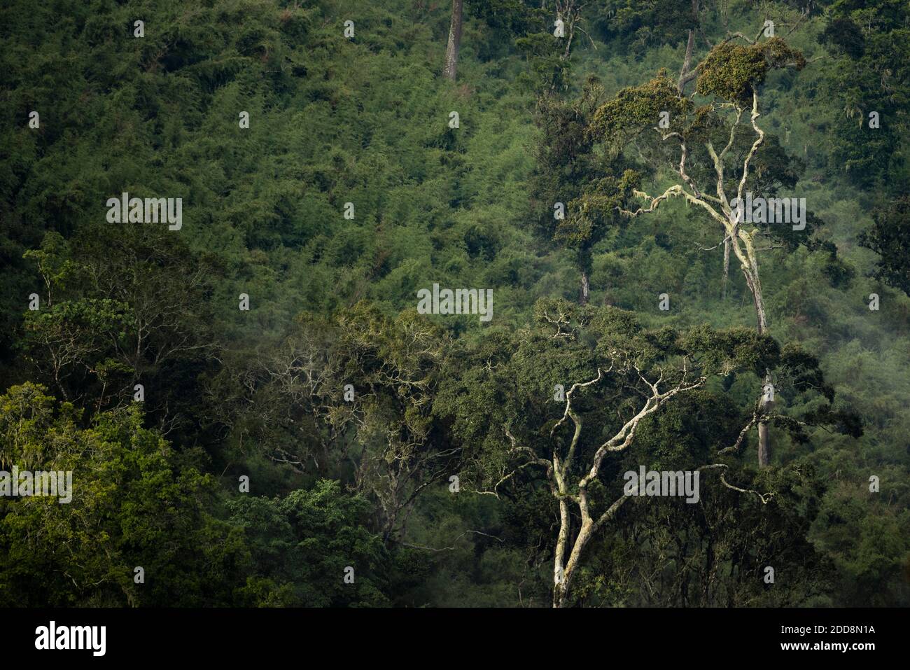 Rainforest landscape in Aberdare National Park, Kenya Stock Photo - Alamy