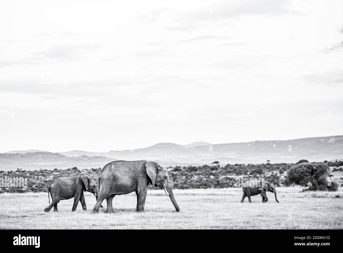 African Elephant (Loxodonta Africana) at El Karama Ranch, Laikipia ...