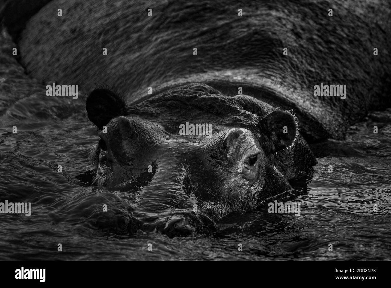 Hippopotamus swimming Black and White Stock Photos & Images - Alamy