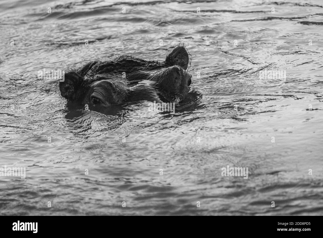 Hippo (Hippopotamus amphibius) at El Karama Ranch, Laikipia County ...