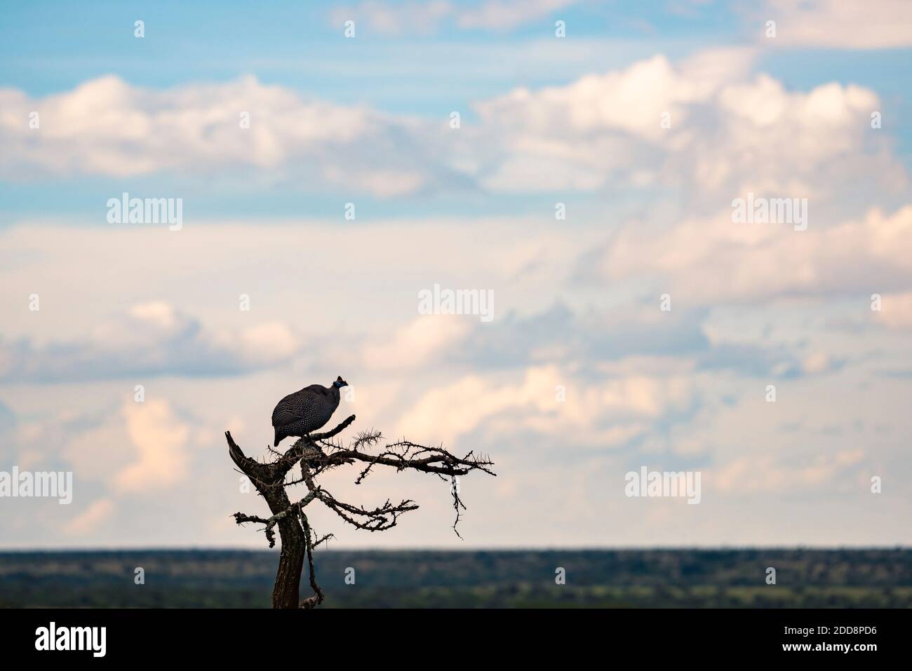 Helmeted Guineafowl (Numida meleagris) seen on african wildlife safari ...