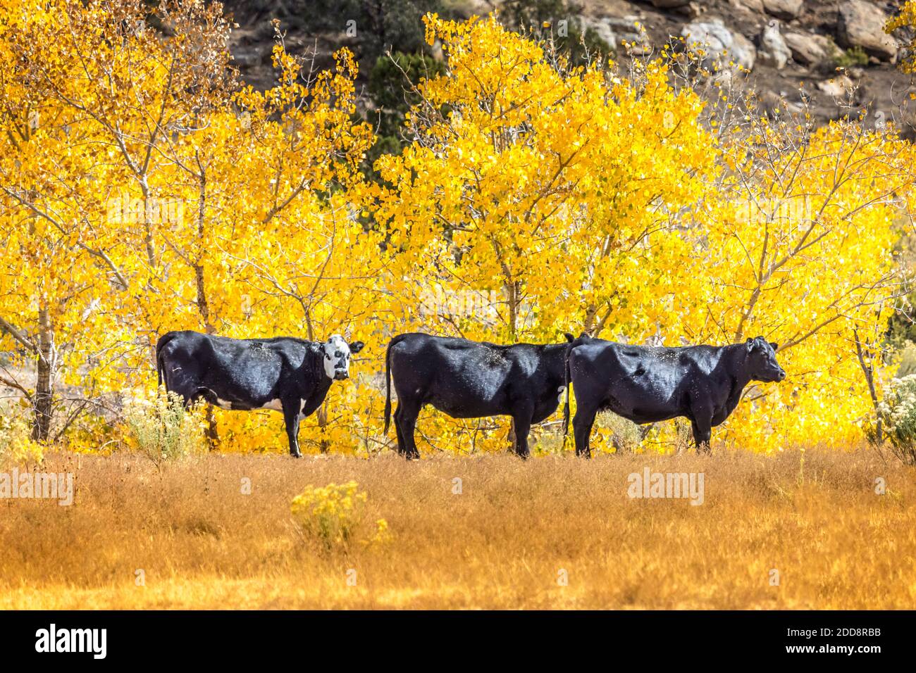 Three black cows in a row on the pasture in front of yellow aspen trees ...
