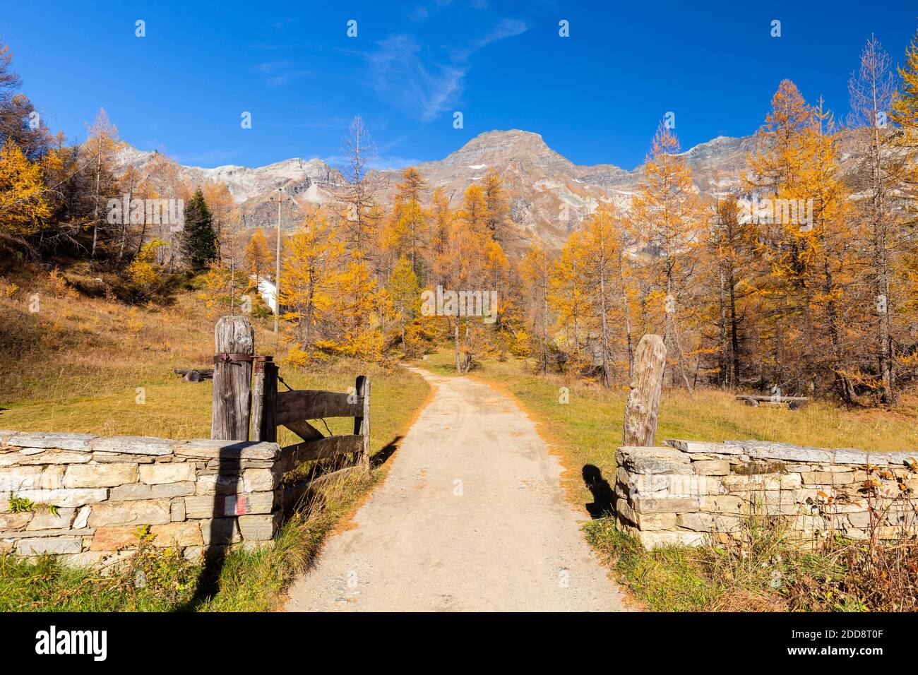 Autumnal view of the foliage and colours at the entrance of Alpe Veglia ...