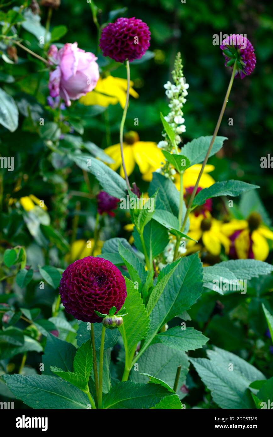 Purple ball flower hi-res stock photography and images - Alamy