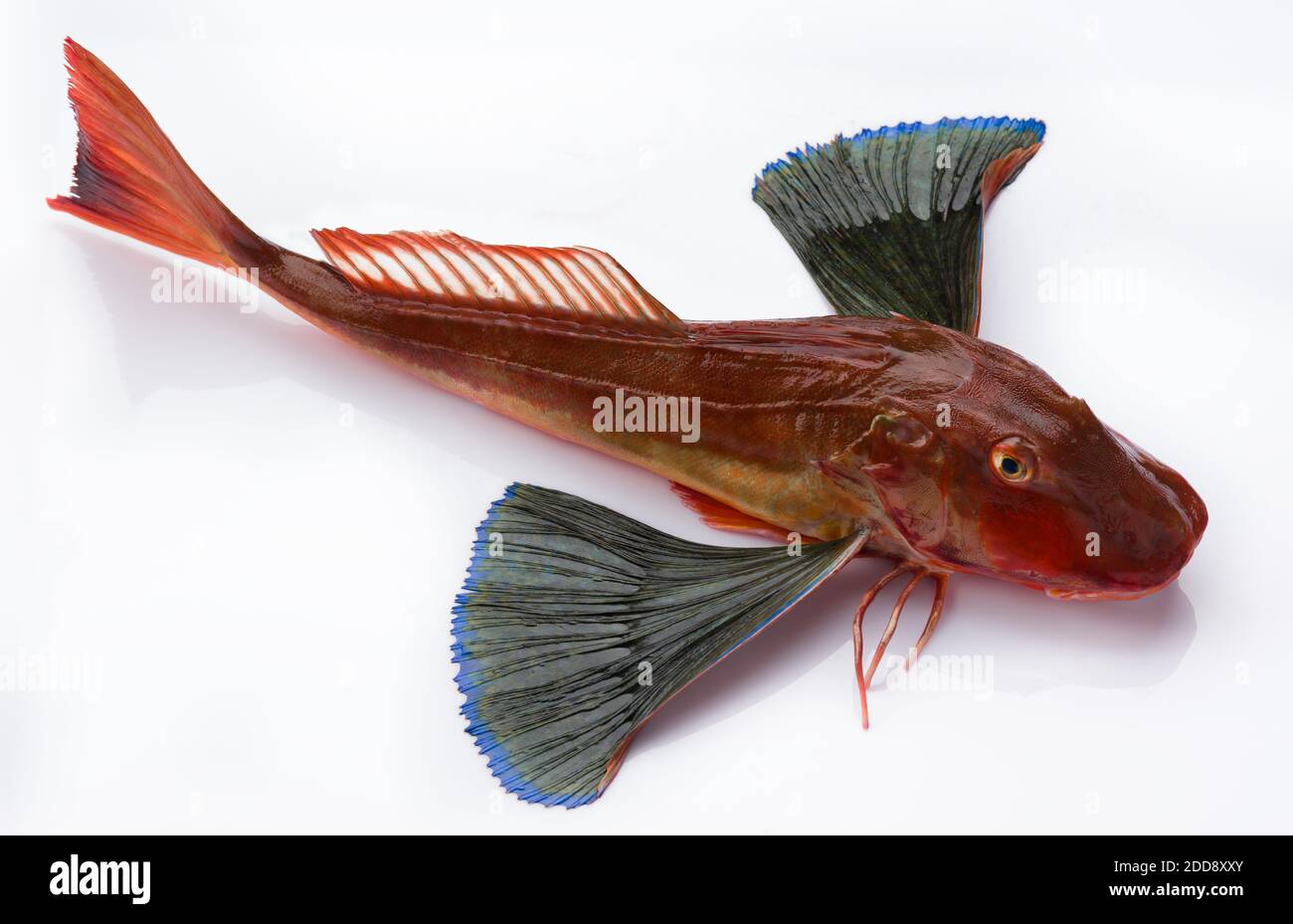 Red Gurnard Fish (Chelidonichthys cuculus) on White Background Stock ...