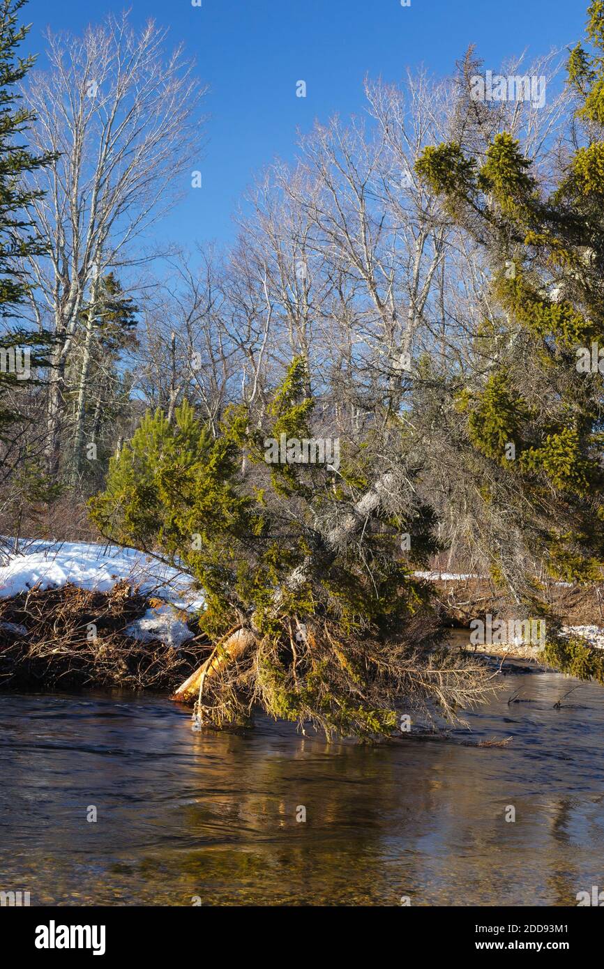 Riverbank erosion tree roots hi-res stock photography and images - Alamy