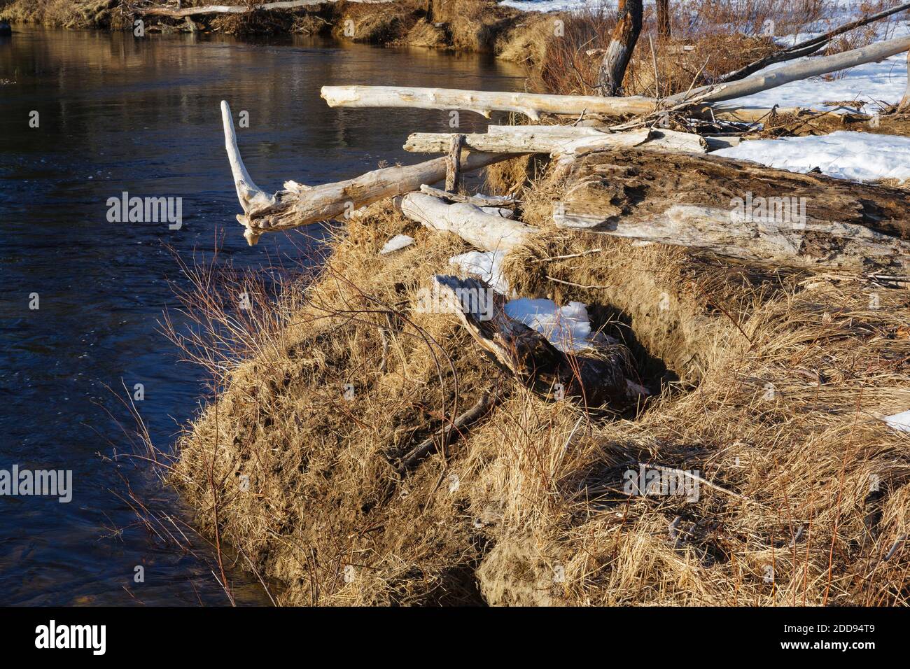 Riverbank erosion tree roots hi-res stock photography and images - Alamy